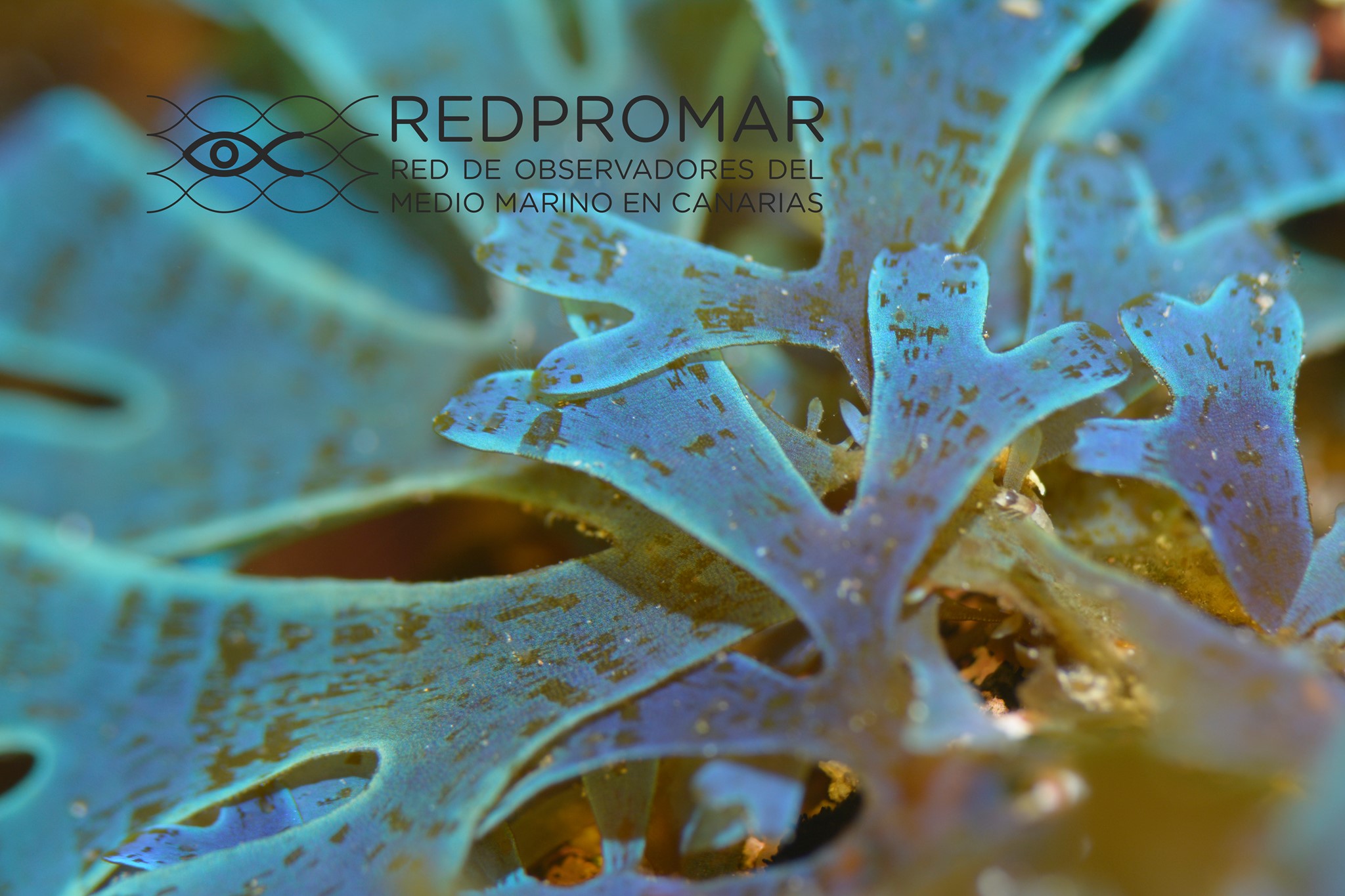 DESCUBRIENDO NUESTRA BIODIVERSIDAD-Dictyota spp. - REDPROMAR